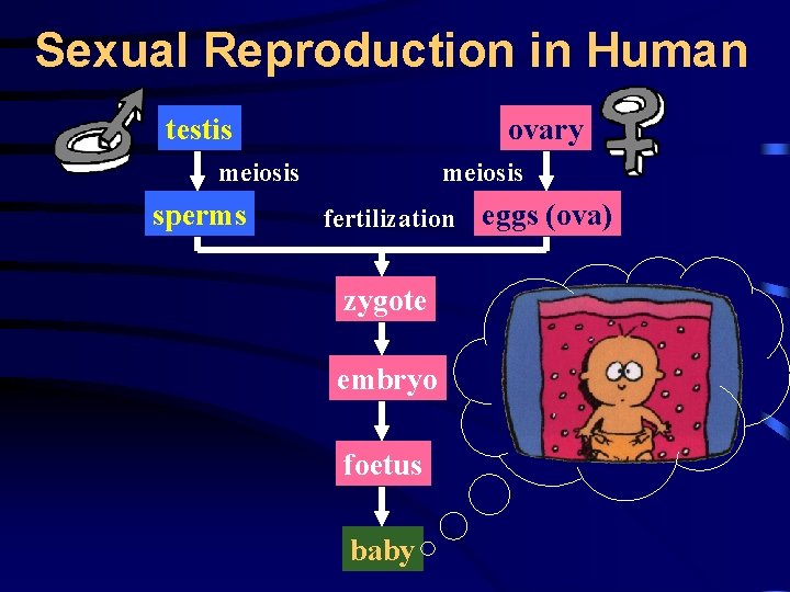 Sexual Reproduction in Human testis ovary meiosis sperms
