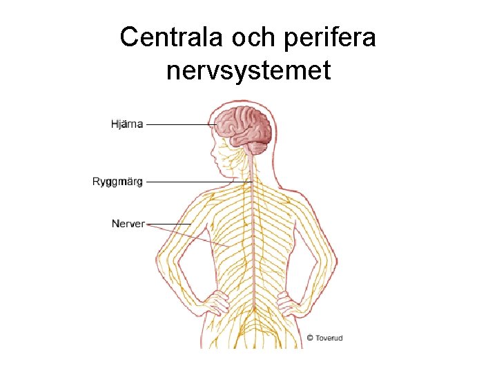 Centrala och perifera nervsystemet Centra och sinnen mn