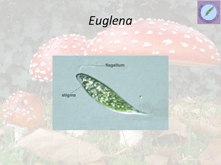 Unikonts and Excavates Eukaryotic Supergroups Tree of Life