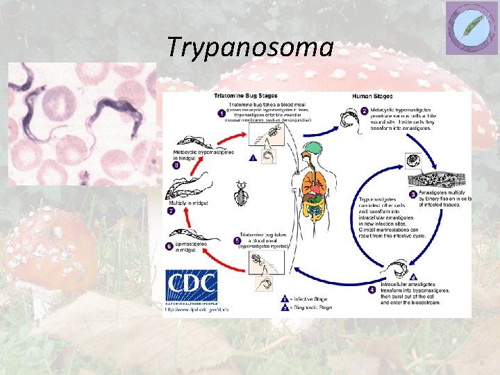 Unikonts and Excavates Eukaryotic Supergroups Tree of Life