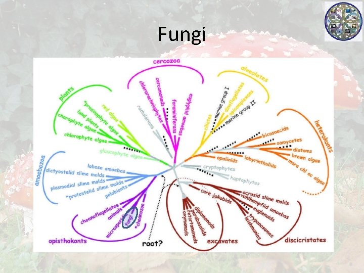 Unikonts and Excavates Eukaryotic Supergroups Tree of Life