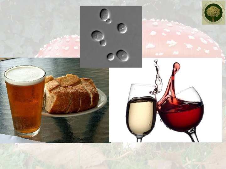 Unikonts and Excavates Eukaryotic Supergroups Tree of Life