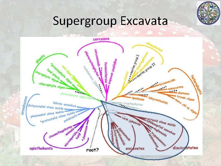 Unikonts and Excavates Eukaryotic Supergroups Tree of Life