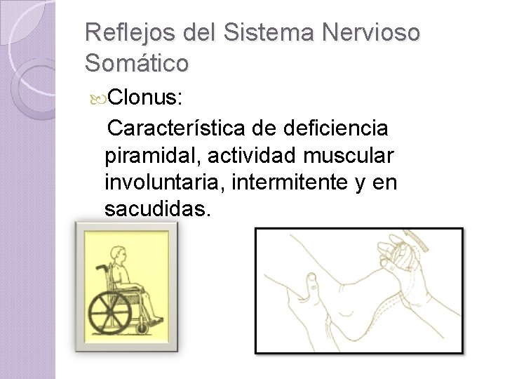 EXAMEN DE LOS REFLEJOS Reflejos del Sistema Nervioso