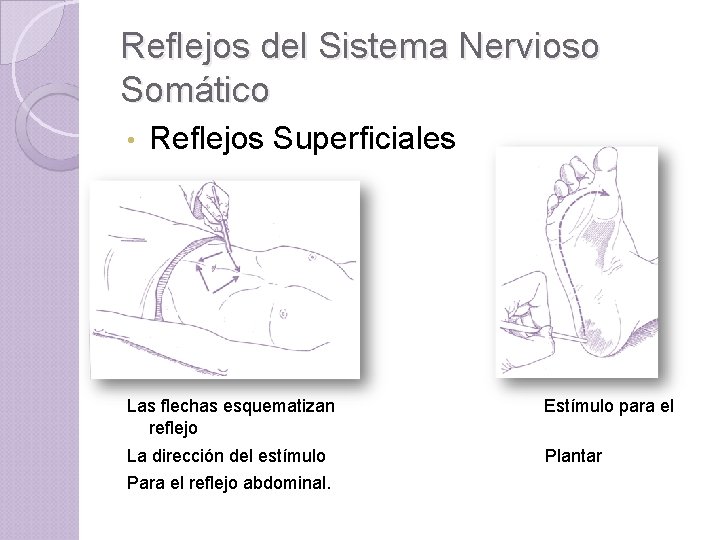 EXAMEN DE LOS REFLEJOS Reflejos del Sistema Nervioso
