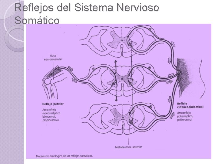 EXAMEN DE LOS REFLEJOS Reflejos del Sistema Nervioso