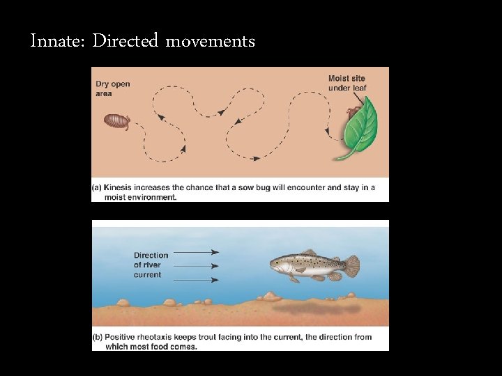 Animal Behavior Notes Behavior What an animal does