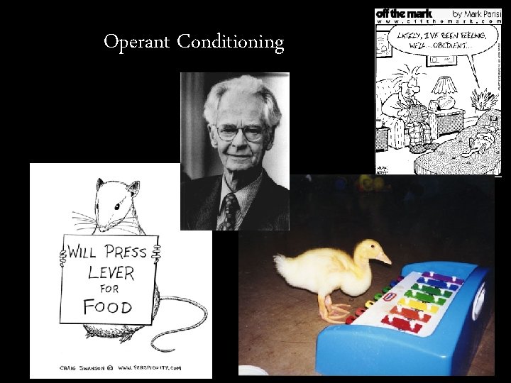 Animal Behavior Notes Behavior What an animal does