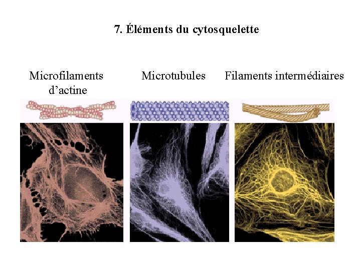 LA CELLULE Introduction A La membrane plasmique 1