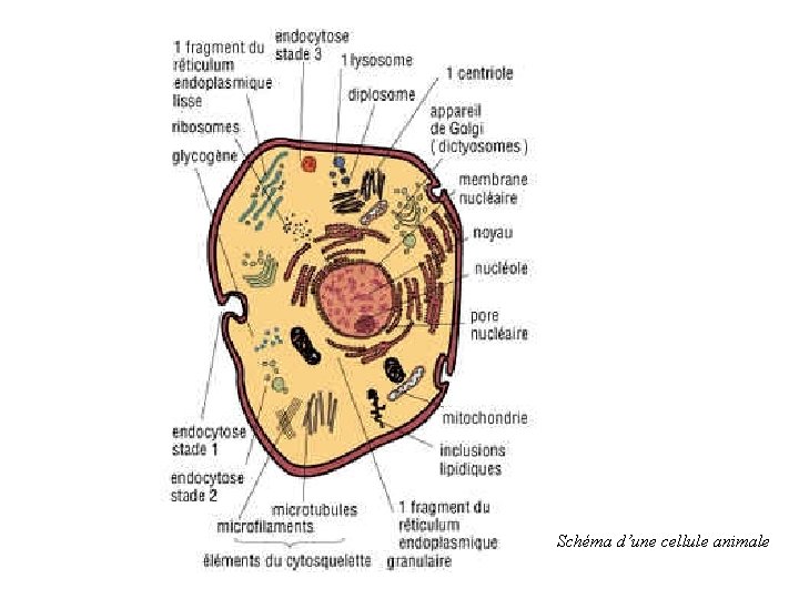 LA CELLULE Introduction A La membrane plasmique 1