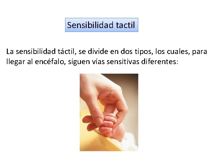 Receptores sensoriales Professor Vernica Pantoja Lic MSP Kinesiologa