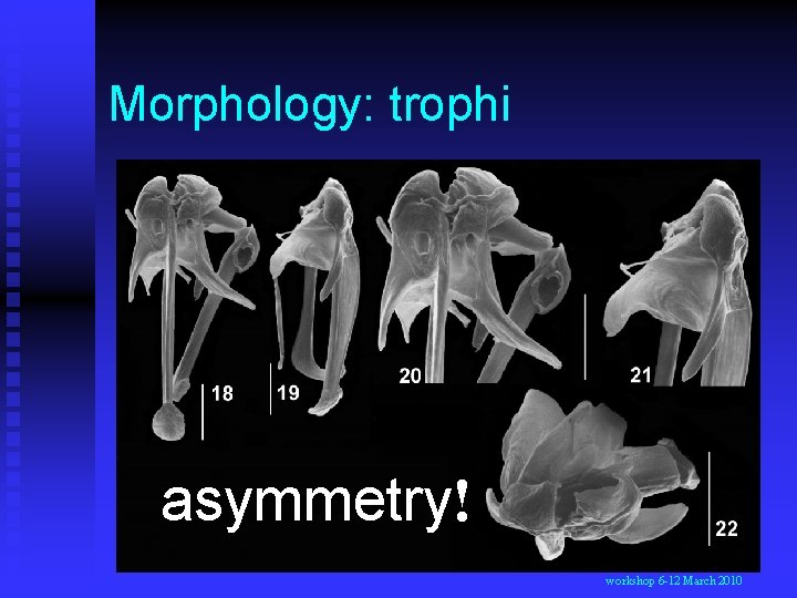Rotifer Identification Trichocercidae Hue University Rotifer Taxonomy ...