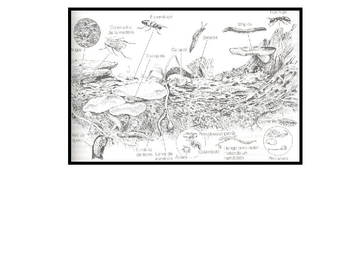 TEMA 24 Procesos de descomposicin y estructura del