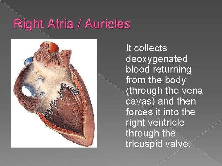 PARTS OF HUMAN HEART AND THEIR FUNCTION By