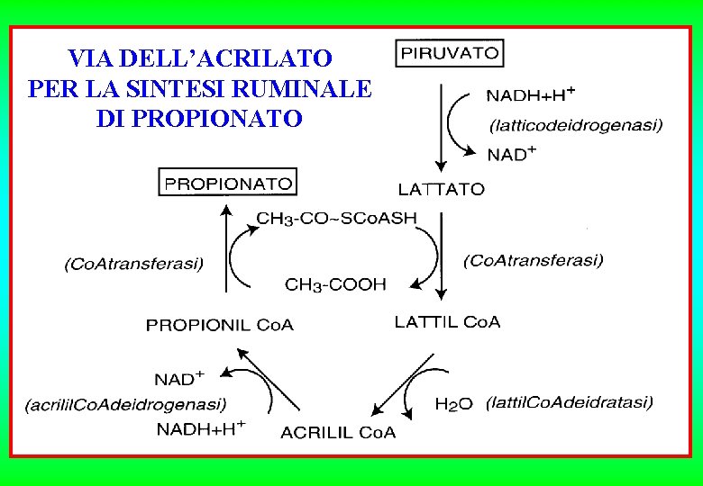 METABOLISMO ENERGETICO DEL RUMINE FERMENTAZIONE RUMINALE DEI POLISACCARIDI