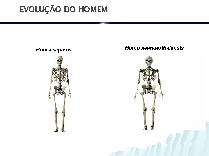 Foram encontrados os mais antigos fsseis de ancestrais