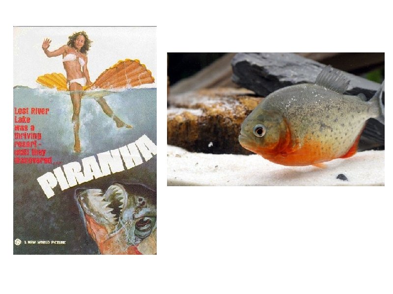 TYPES OF FISH Jawless fish lamprey and hagfish