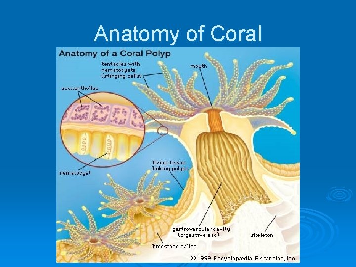 Notes Coral Reef Characteristics Coral reefs are massive