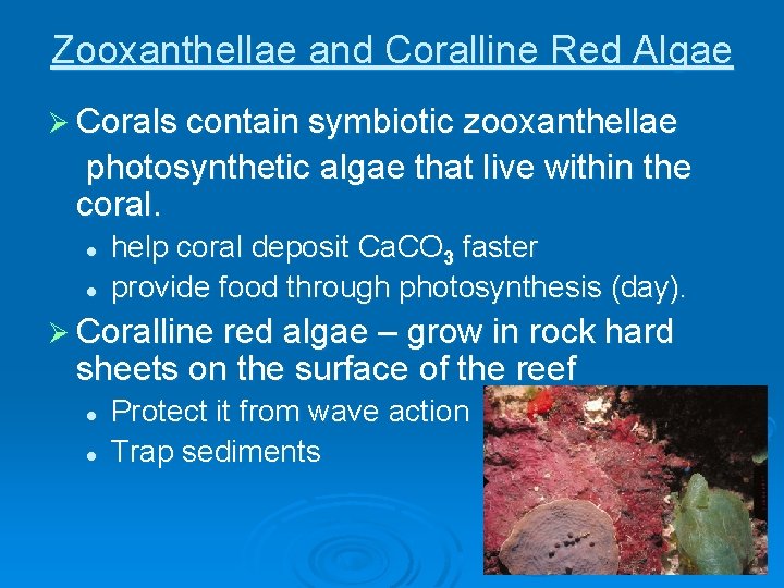 Notes Coral Reef Characteristics Coral reefs are massive