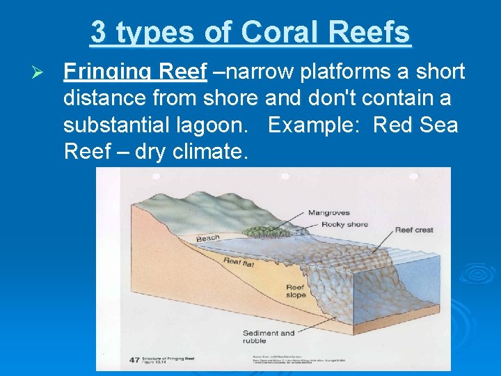 Notes Coral Reef Characteristics Coral reefs are massive