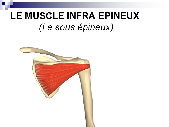 LES MUSCLES DE LEPAULE ET DU BRAS Dr