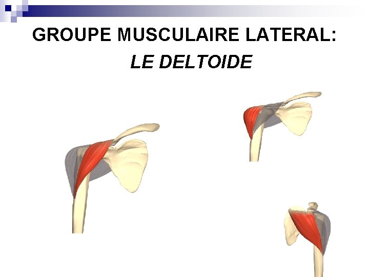 LES MUSCLES DE LEPAULE ET DU BRAS Dr