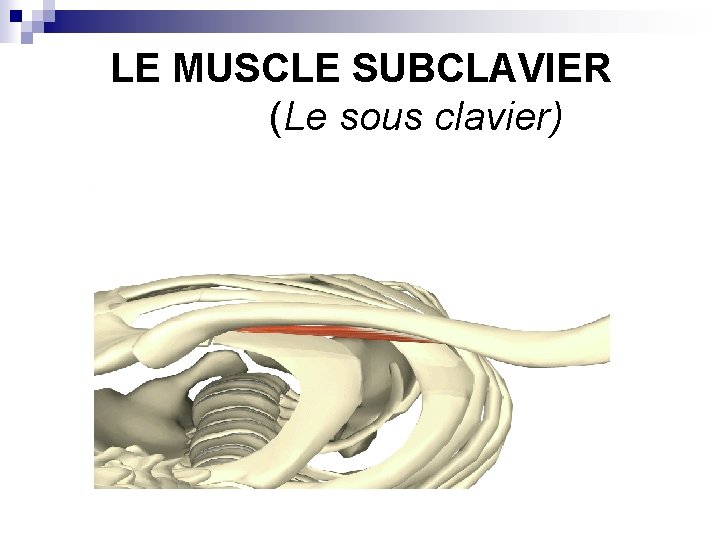 LES MUSCLES DE LEPAULE ET DU BRAS Dr