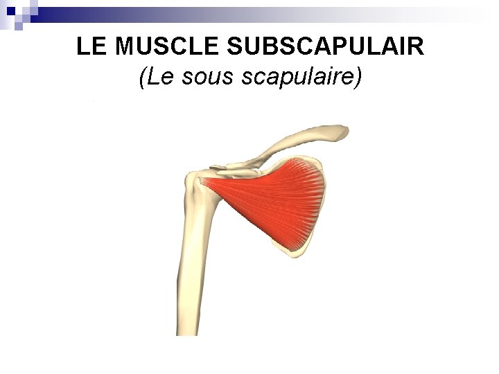 LES MUSCLES DE LEPAULE ET DU BRAS Dr