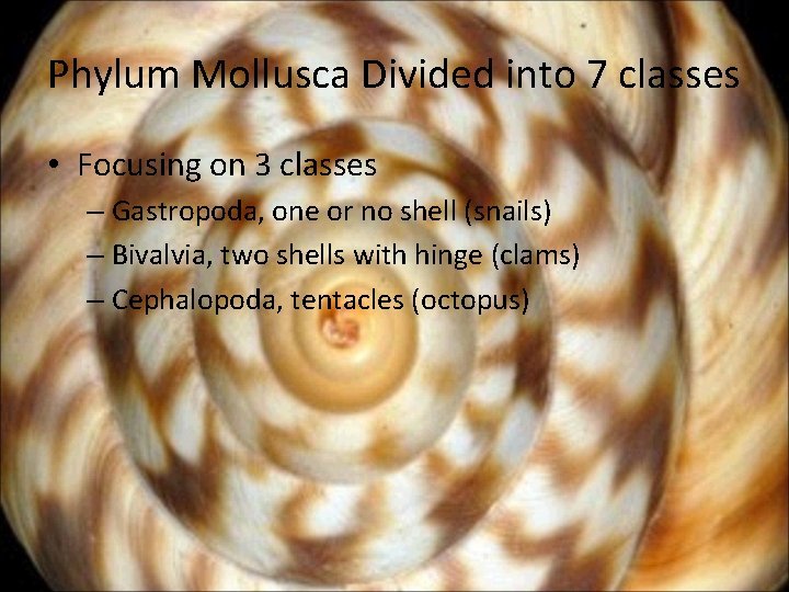 Phylum Mollusca Soft bodied invertebrates Clams Octopus Snails