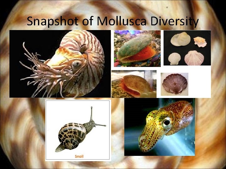Phylum Mollusca Soft bodied invertebrates Clams Octopus Snails