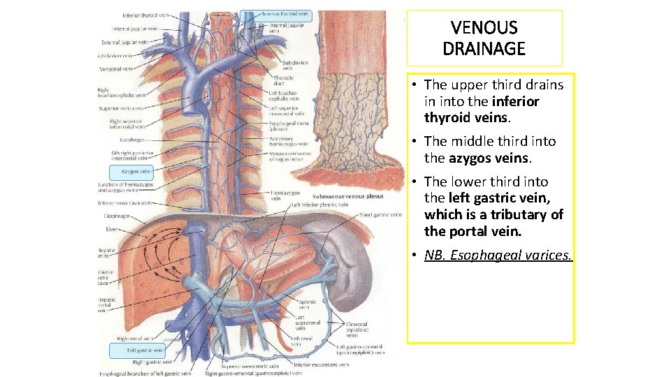 ESOPHAGUS Dr Farhanul Huda Associate Professor Dept of