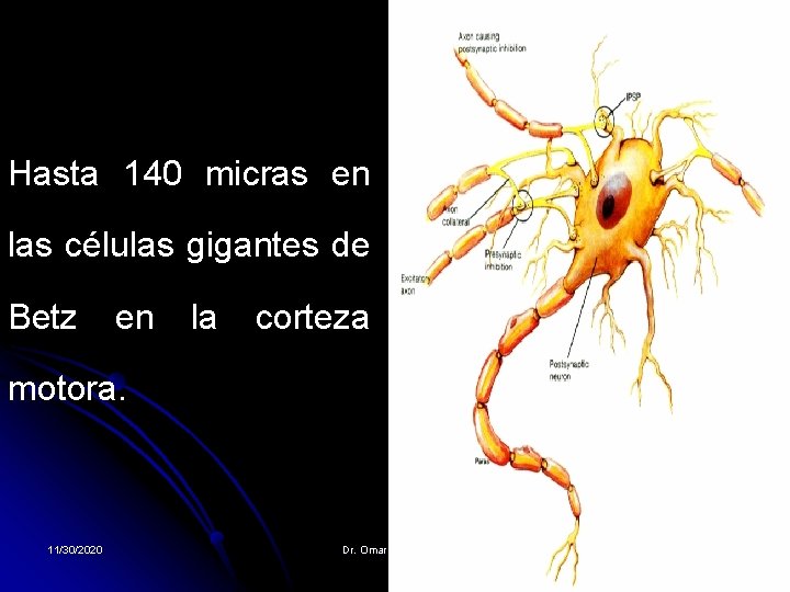 NEURONA Y NEUROGLIA Facultad de Ciencias Medicas Departamento