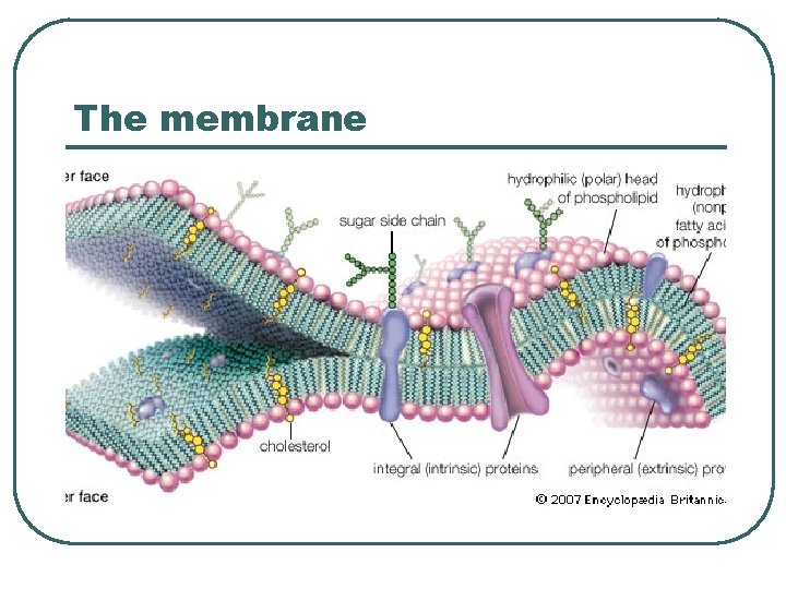 Transport across membranes Biology Mr Atkinson Objectives l