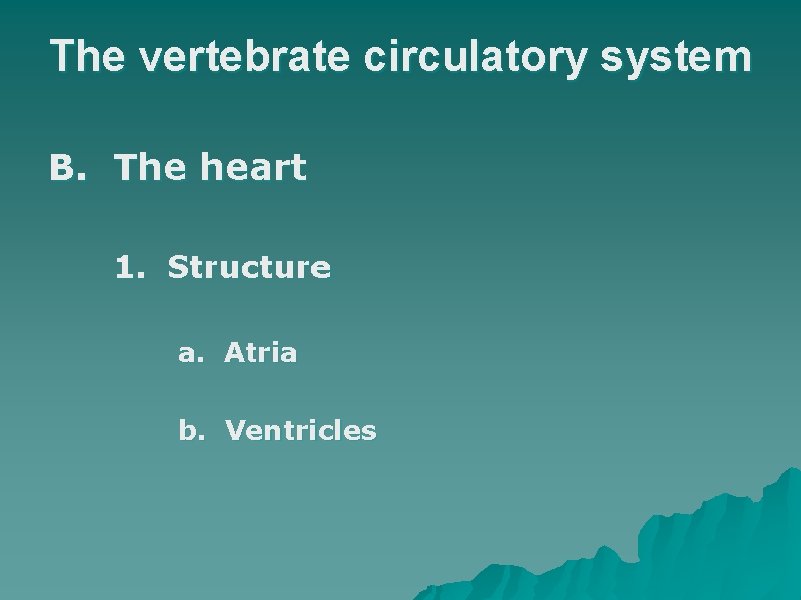 Homeostasis and the Organization of the Animal Body