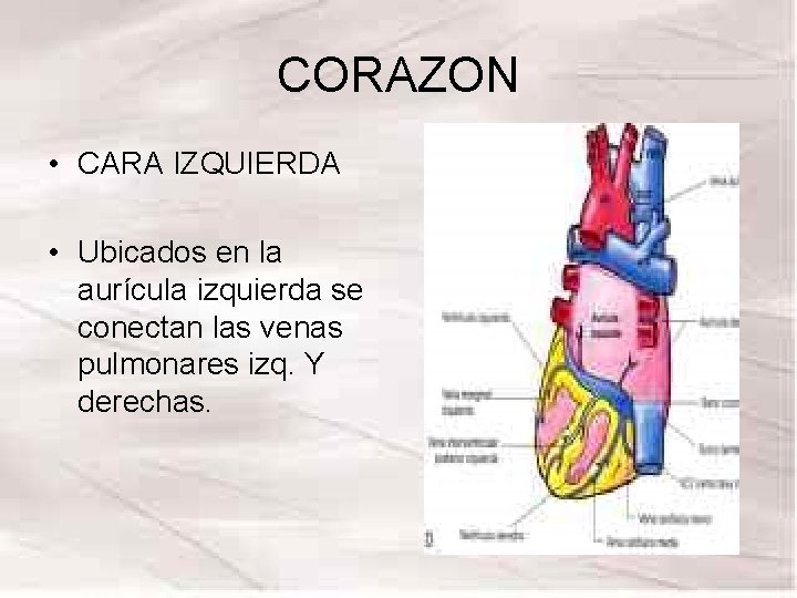 GENERALIDADES En anatoma el corazn de un derivado