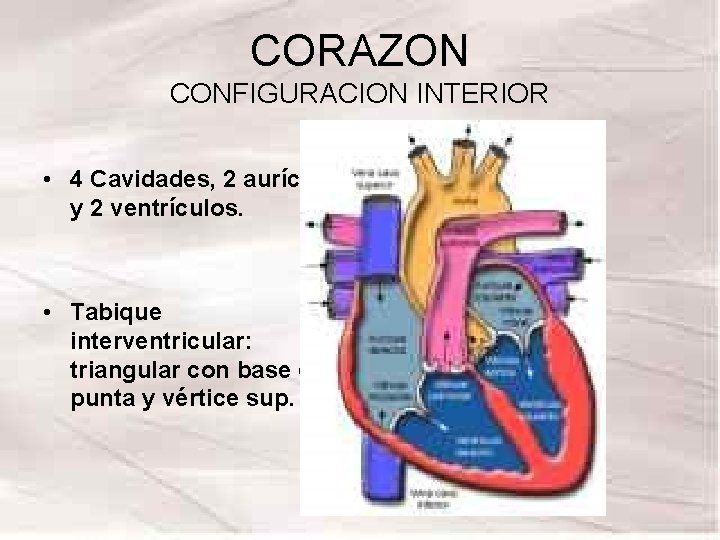 GENERALIDADES En anatoma el corazn de un derivado