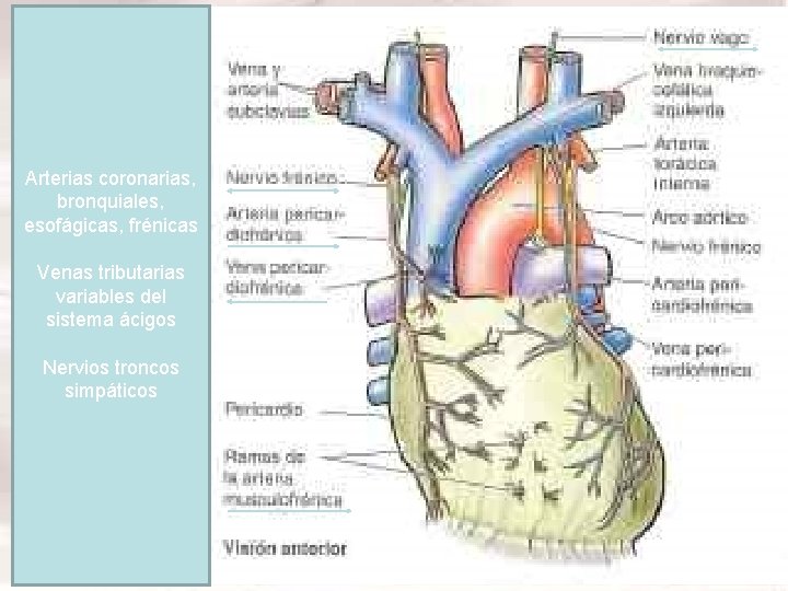 GENERALIDADES En anatoma el corazn de un derivado