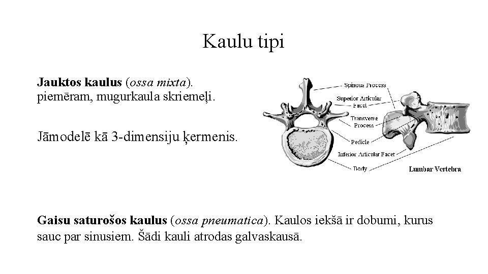 Kaulaudu biomehnika Dr habil biomeh I Adamovia Bioloiskie
