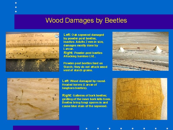 Natural Durability of Wood Sapwood of all species