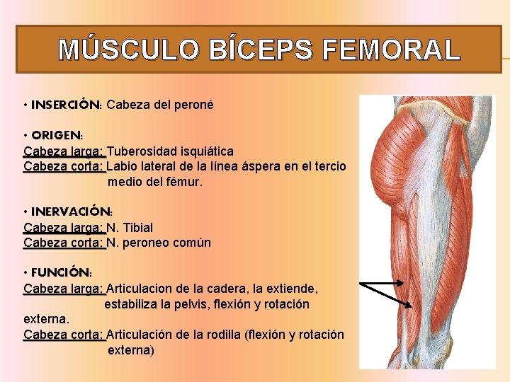 MSCULOS DE MIEMBRO INFERIOR Marianela Castro Msculos pelvicotrocantricos