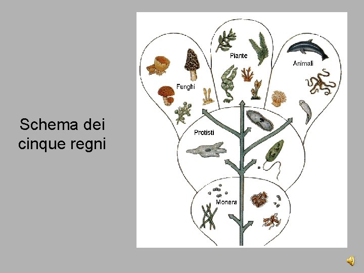 Variet e classificazione dei viventi I cinque regni