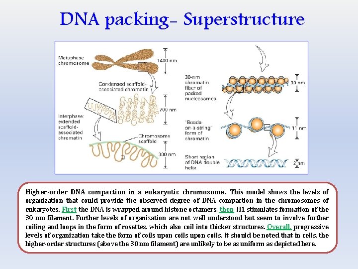 DNA Packaging Lecture Overview Structure of chromosomes and