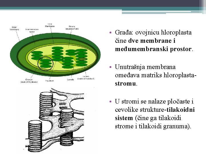 Plastidi sadre ih biljne elije 1 Hloroplasti zeleni