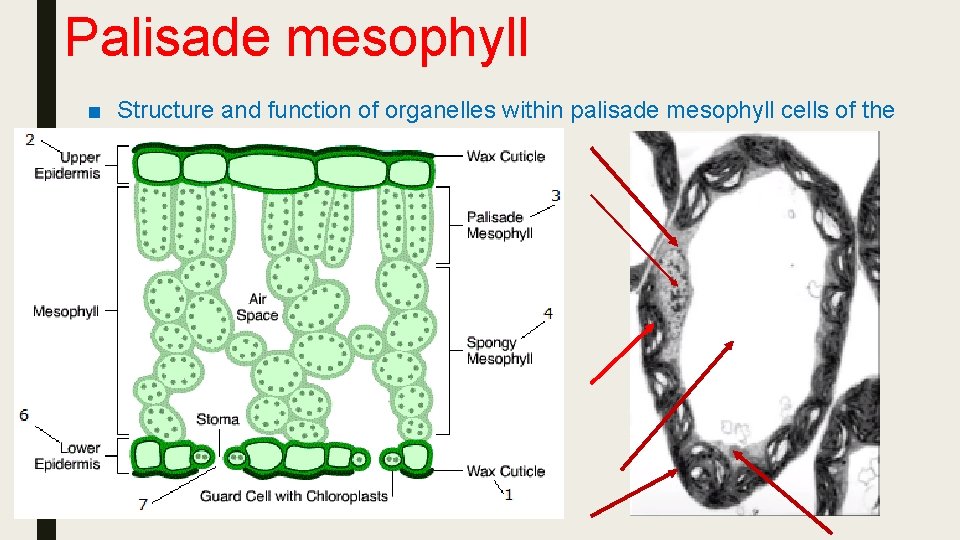 1 2 ULTRASTRUCTUR E OF CELLS Eukaryotes have