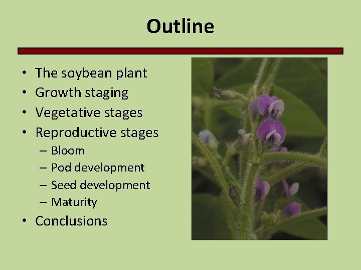 Soybean Growth and Development Outline The soybean plant