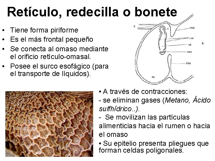 LOS RUMIANTES N D I C E CARACTERSTICAS
