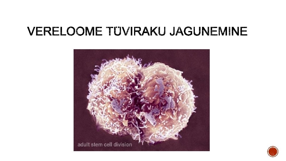 Iige Viigimaa Tallinnas 05 09 2019 Plasma Vesi