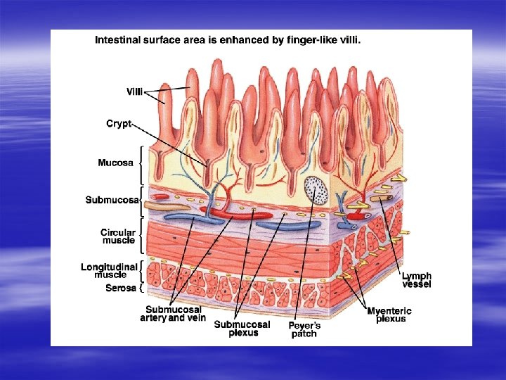 Gastrointestinal physiology Textbook of Medical Physiology GUYTON and