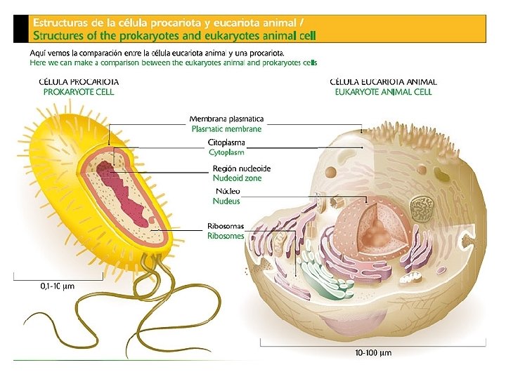 Tema 2 Niveles de organizacin Nivel celular LA