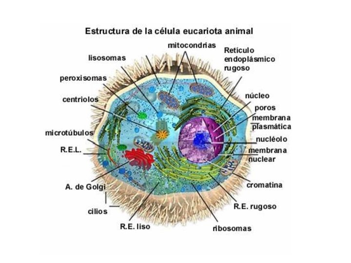 Tema 2 Niveles de organizacin Nivel celular LA